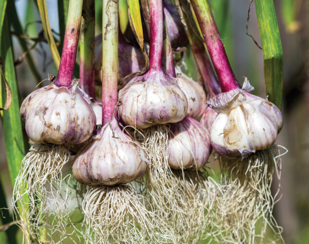 Learn How to Grow Garlic from a Clove - Grit